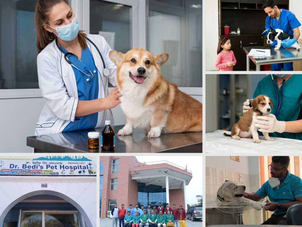Top 10 dog hospitals in Mohali for complete Veterinary Care - Mohali.org.in